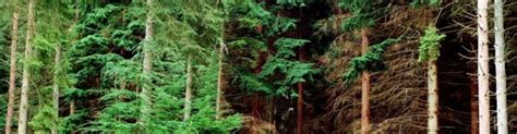 Continuous Cover Forestry Silviculture Research International