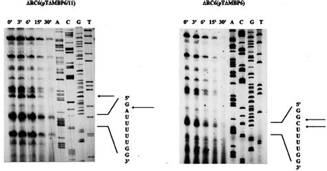 Primer Extension Analyses To Map The 5 Ј Ends Within And Adjacent To Download Scientific