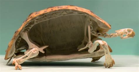 Turtles Aren T Inside Their Shells They Are Their Shells And Here S