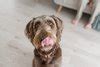 Can I Include My Dog in My Newborn Session? | Grimsby, ON Newborn Photography - Reflections by ...