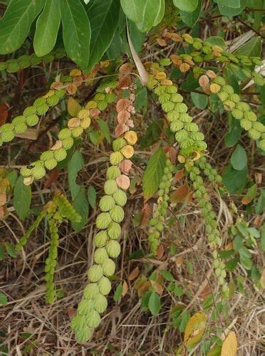 Phyllodium Longipes Phyllodium Pulchellum Flower Leaf Care Uses