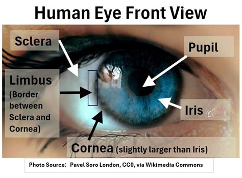 Eye Anatomy Wymhacks
