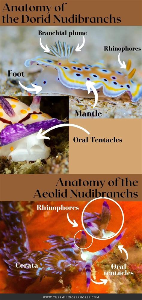 Nudibranchs Of Thailand And Myanmar Burma Sea Slugs In Mergui