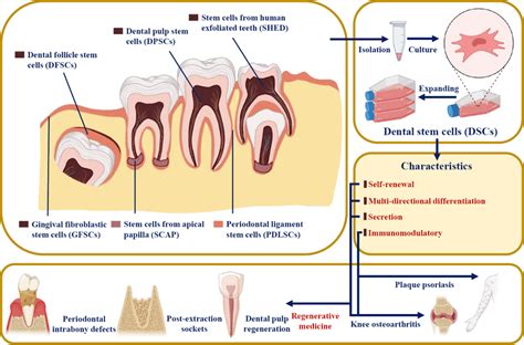 Fact Check Dental Pulp Contains Stem Cells That Can Regenerate Bone And Nerve Tissue