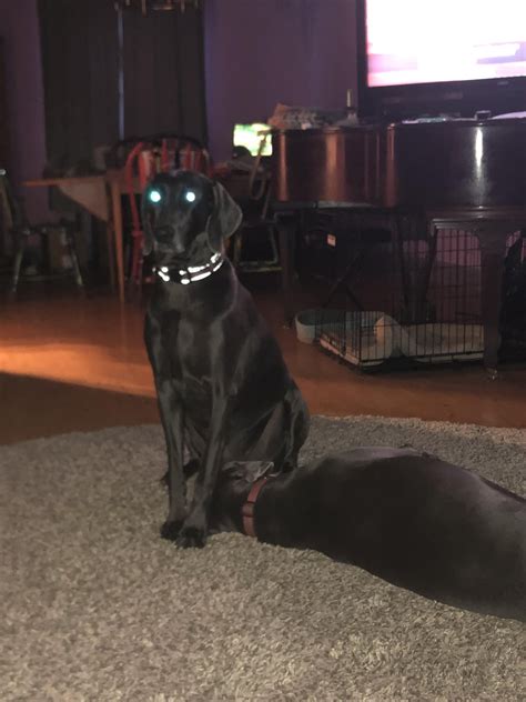 The Asserter Of Dominance Rfinalboss