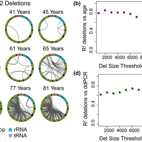 Large Mtdna Deletions Mapped Using Combined Minimap2 Alignments A