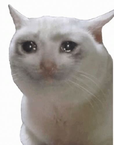 Gatos Tristes Em S 90 Animais Tristes Animados