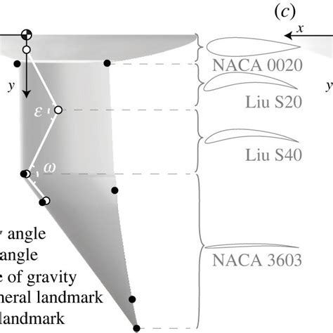 Gull Wings Inspired Our Analyses Of How Avian Joint Driven Wing