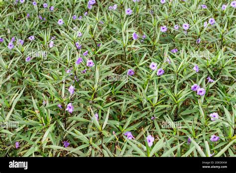 Purple Flower Of Ruellia Brittoniana Or Ruellia Simplex The Mexican