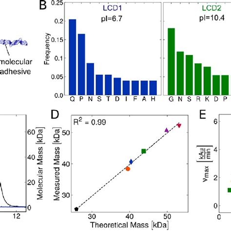 Synthesis And Characterization Of Active Chimera Proteins A Download Scientific Diagram