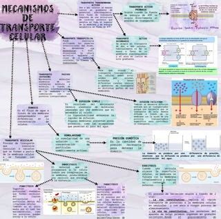 Fisiologia Mecanismos De Transporte Celularpptx