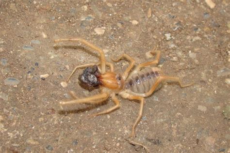 Giant Camel Spider Vs Scorpion