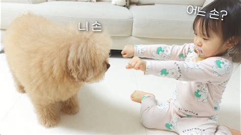 누구도 절대 못맞추는 아기의 강아지 야바위 스킬 ㅋㅋ Youtube