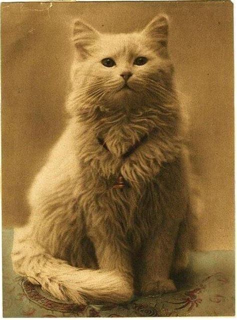 10 Adorable Photos Of Cats From The Past