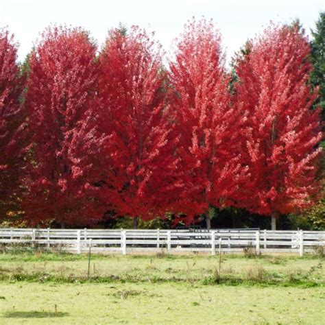 Acer Rubrum Sun Valley ~ Sun Valley Red Maple Hahira Nursery
