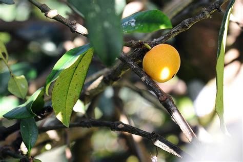 Katemfe Penang Tropical Fruit Farm