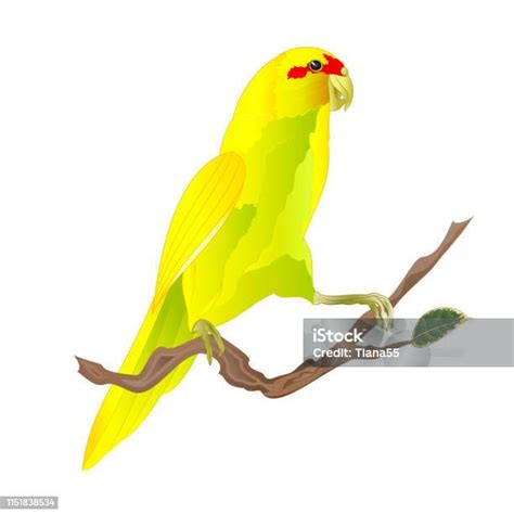 나뭇가지에 노란색 새 인도 Ringneck 앵무새 흰색 배경에서 수채화 물감 편집 가능한 빈티지 벡터 일러스트 레이 션 노랑에 대한 스톡 벡터 아트 및 기타 이미지 Istock