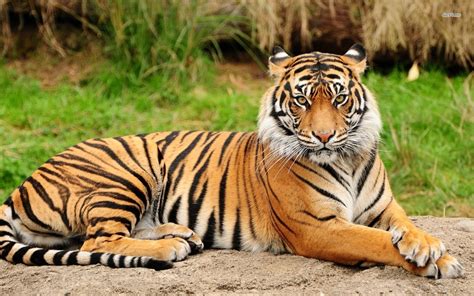 Tiger Digestive System Evolution Classification
