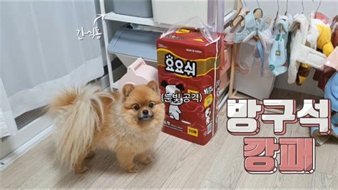 다들 방구석깡패 한 마리 씩은 키우시죠 Youtube