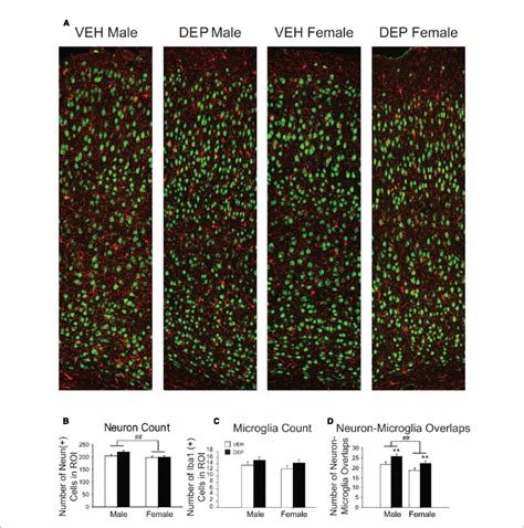 Prenatal Dep Exposure Alters Microglia Neuron Interaction Frequency Download Scientific