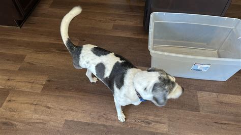 My 3 Legged Beagle Pointer Mix Rcoonhounds