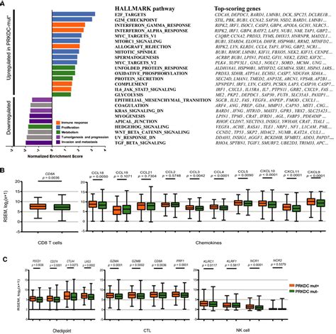 Transcriptome Analysis By Prkdc Mutation Status In Tcga Top10 Cancers Download Scientific