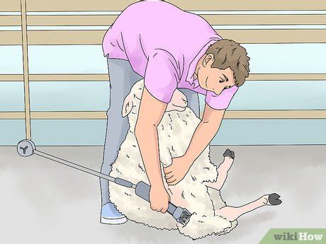 How To Breed Sheep Steps With Pictures WikiHow
