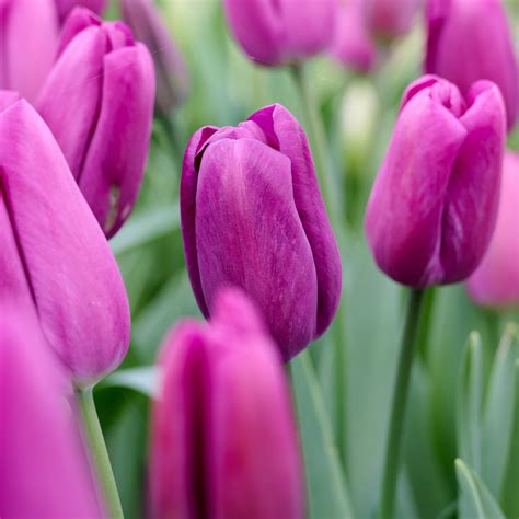 Tulip Roeska Triumph Tulip Bulbs Gee Tee Bulbs Uk