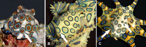 Origin And Natural History Blue Ringed Octopus