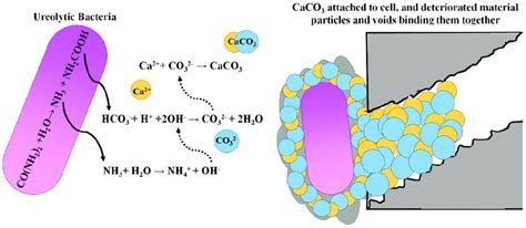 A General Overview Of Chemical Processes Involved In Ureolytic Calcium Download Scientific