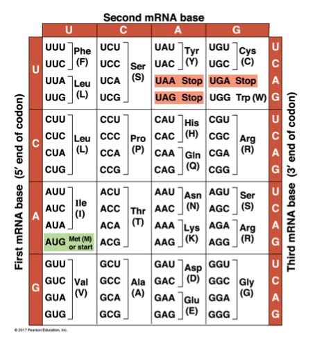 Solved Problem Solving Exercise Are Insulin Mutations The