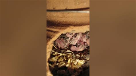 java sparrow breeding progress ♥️🐦 youtube