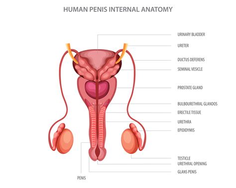 Male Reproductive System With Main Parts Labeled 21669890 Vector Art At Male Reproductive System With Main Parts Labeled 21669890 Vector Art At