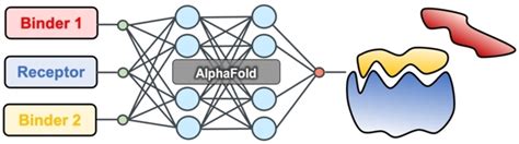 Ranking Peptide Binders By Affinity With AlphaFold Chang Angewandte Chemie