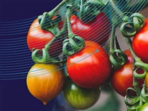 Importance Of Climate And Context Alongside Yield Prediction In Tomato Production