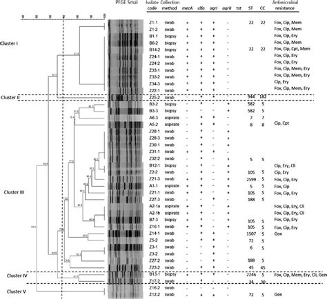 Dendrogram Based On Smai Pfge Patterns Of The S Aureus Diabetic Foot