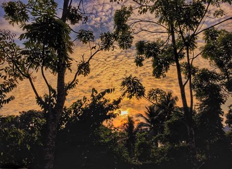무료 이미지 경치 나무 숲 황야 분기 해돋이 일몰 햇빛 아침 잎 새벽 황혼 저녁 어스름 밀림 가을 식물학 플로라 대초원 서식지 생태계