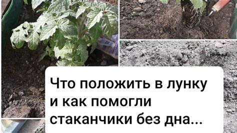 Посадка помидор в теплице. Как Высадить томаты в теплице 2 мая 2020 ...