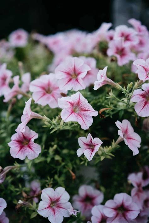 Flor Petúnia Características 4 Cuidados Para O Seu Cultivo