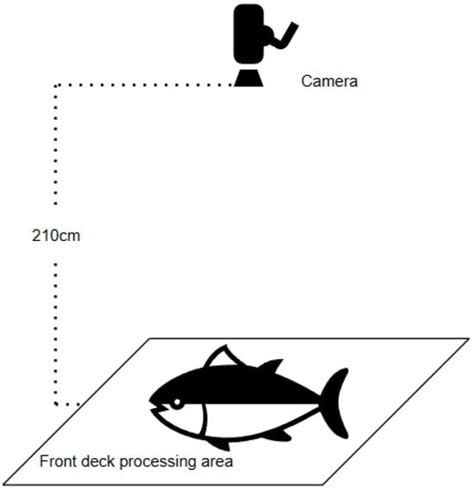 Improved Yolov8 Pose Algorithm For Albacore Tuna Thunnus Alalunga Fork Length Extraction And