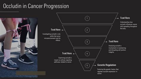 Understanding Occludin Key Role In Cell Junctions Ppt Example St Ai Ppt Sample