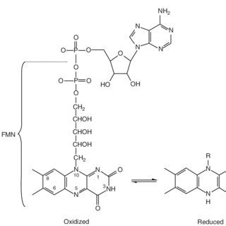 3 Crystal Structures Of Glucose Oxidase Vanillyl Alcohol Oxidase