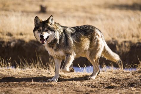 Mexican Wolf By Hdevers