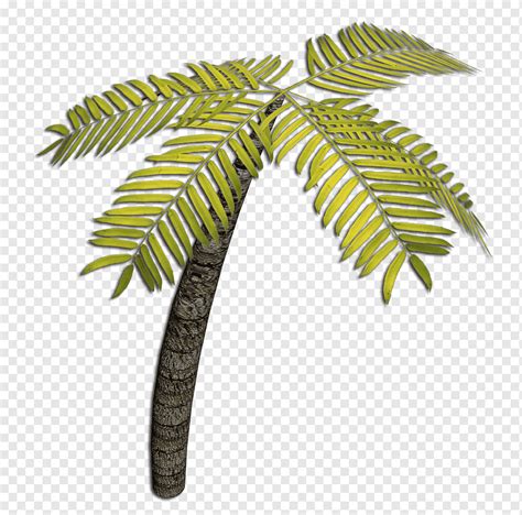 ساق نبات أوراق جوز الهند ، وجوز الهند ورقة الشجر شجرة النخيل الجذعية