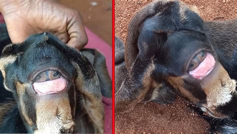 Lanka C News දෙඇස් නළලේ පිහිටි එළුපැටවකු ප්‍රසූත කරයි…