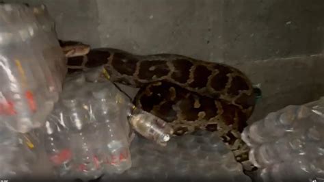 In Photos Giant Foot Indian Rock Python Rescued From Mumbai Restaurant