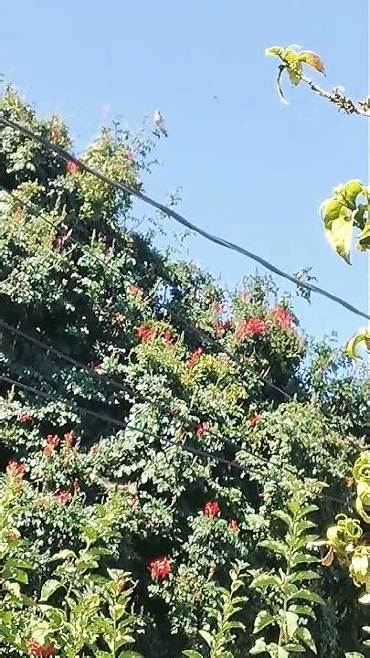 Identifying Sparrows Youtube