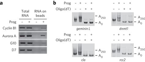 Using 2 Ethynyl Adenosine To Isolate Newly Polyadenylated Transcripts