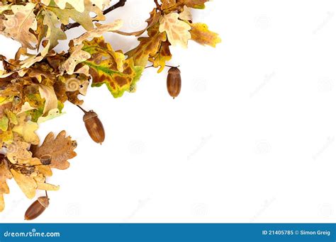 Oak Tree Autumn Border Stock Image Image Of Tree Seasonal 21405785