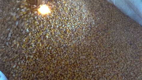Corn Shelling Process With Machinery Separating Kernels From Cobs In A